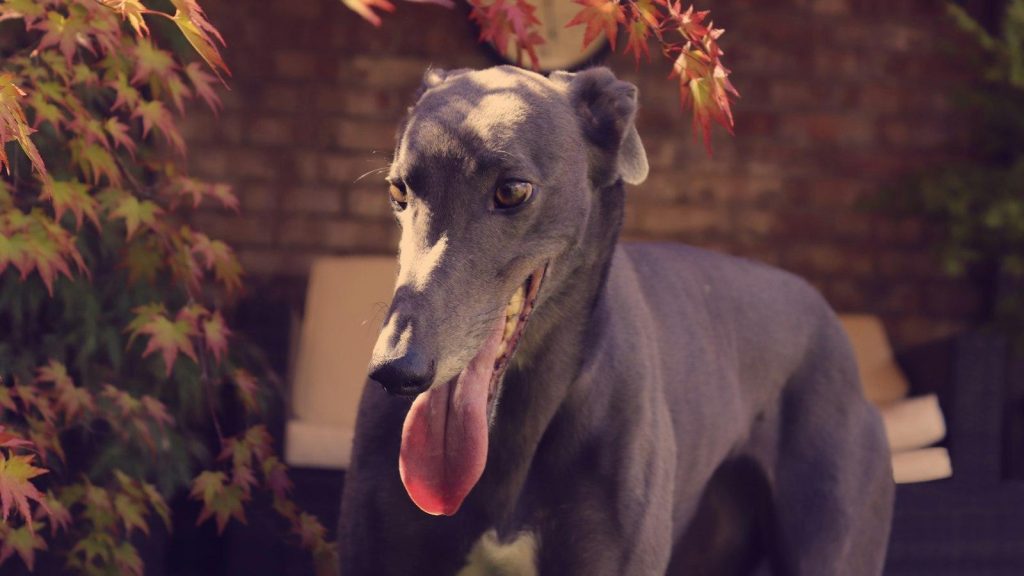 How to Use IMG SRC - How 2 Use